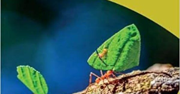 SCIENCE BUG INTERNATIONAL YEAR 1: TYPES OF ANIMALS